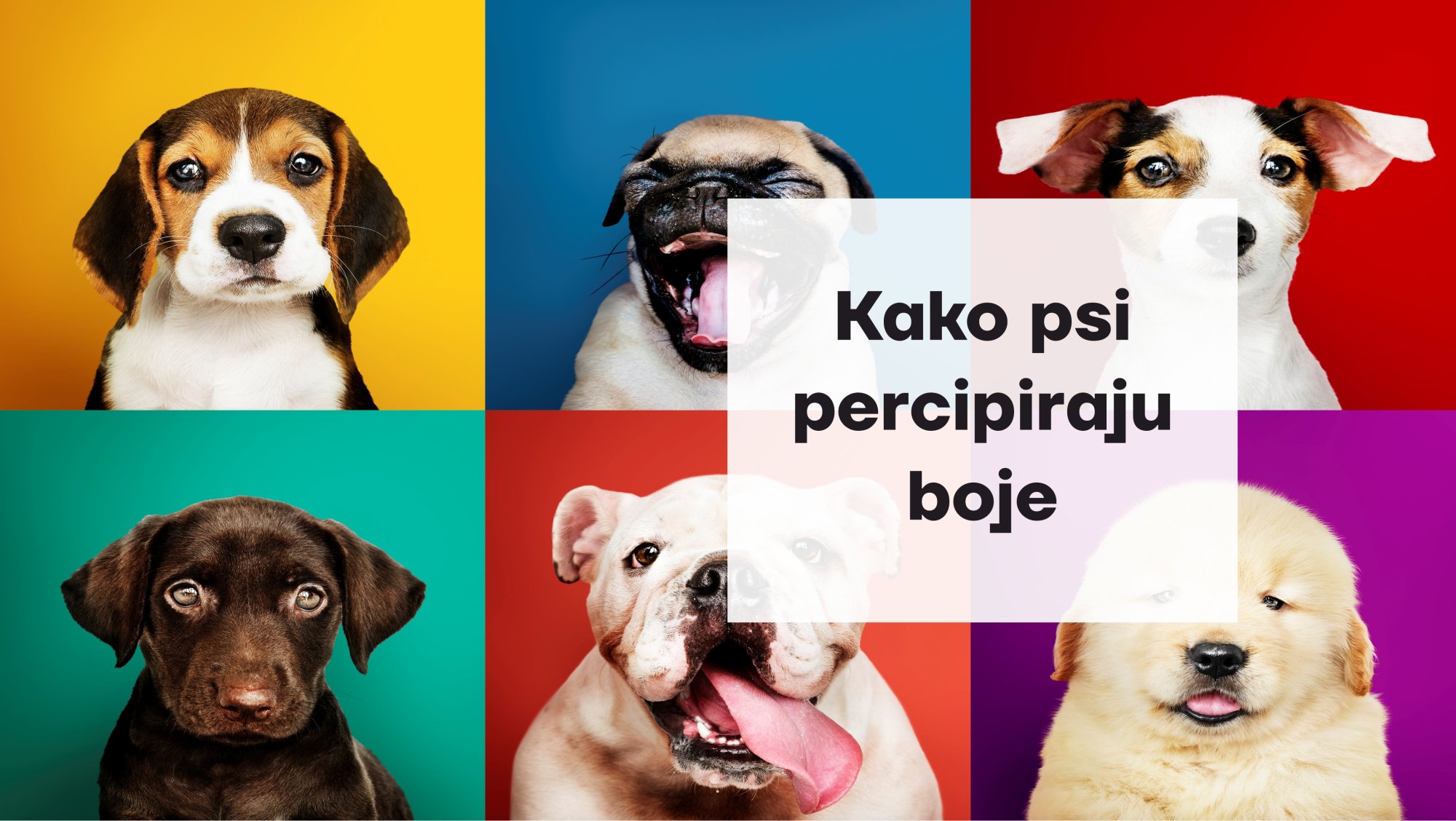 Kako psi percipiraju boje? Što bolje vide i koji krevet za pse odabrati ...